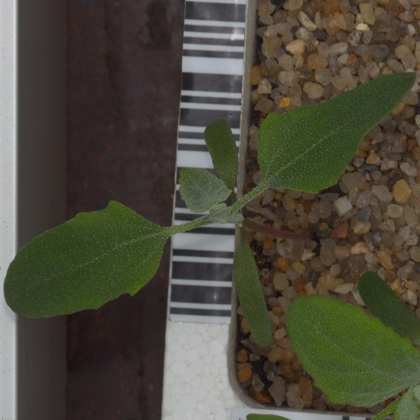 Classifier | Weed Classifier Classifier | Weed Classifier